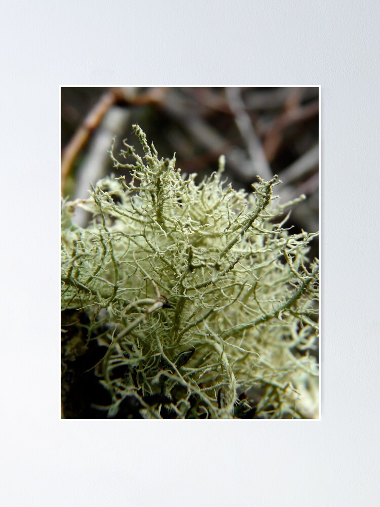 "lichen" Poster by tego53 | Redbubble