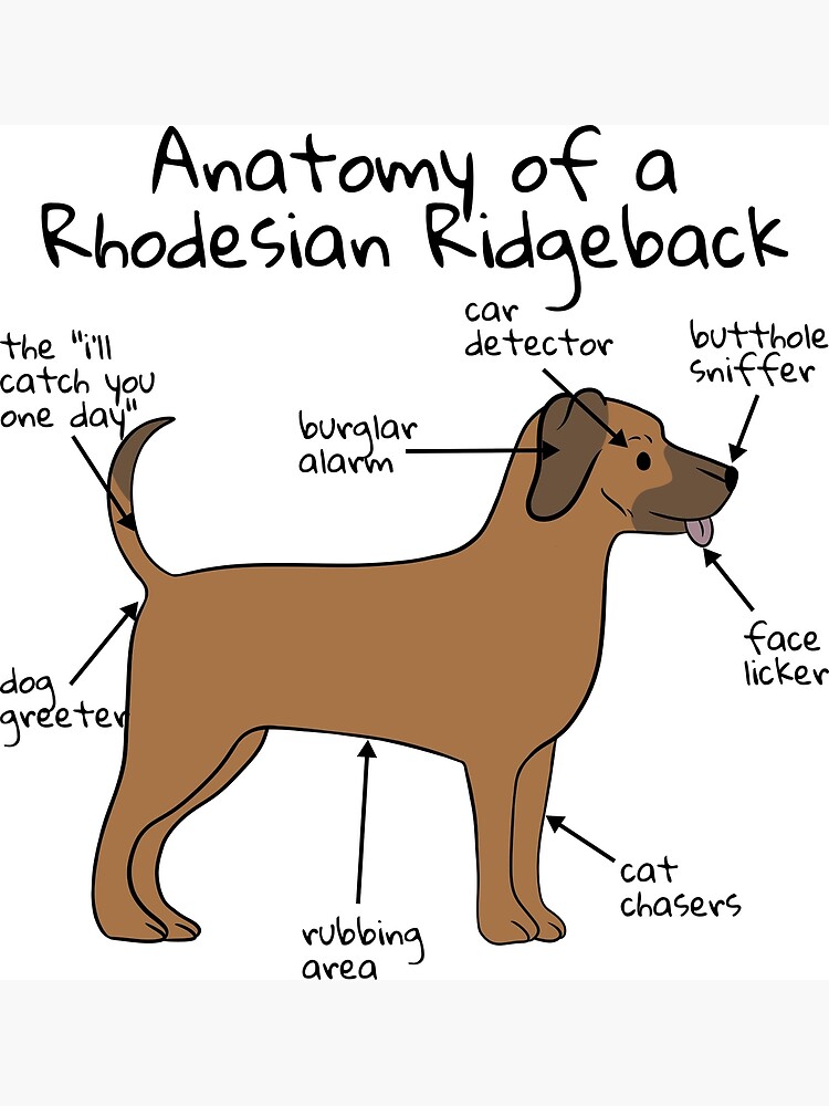 Rhodesian Ridgeback Anatomy RHODESIAN RIDGEBACK ESPAÑA/SPAIN
