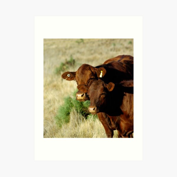 Red Angus Art Prints | Redbubble