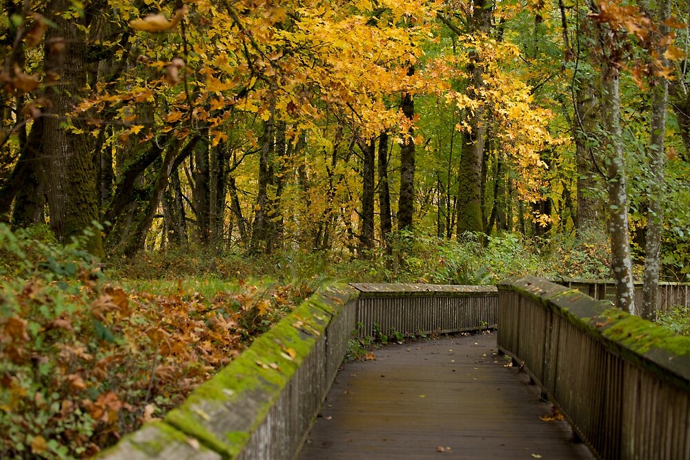 "A beautiful fall stroll" by photodivaanna | Redbubble