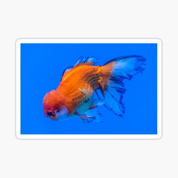 "Oranda Goldfish" Sticker by MartinLeber | Redbubble
