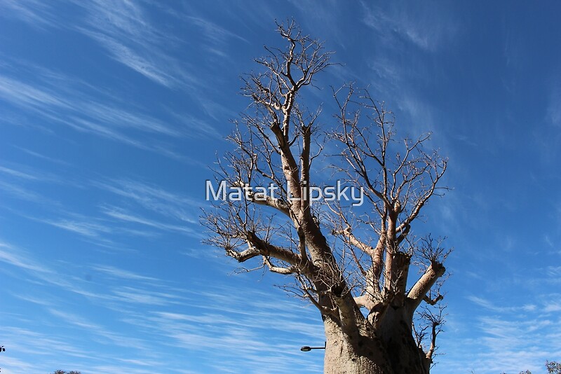 "Australian Boab tree with beautiful blue sky" by matat lipsky | Redbubble