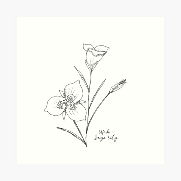 "Utah Sego Lily State Flower Illustration" Art Print for Sale by ...