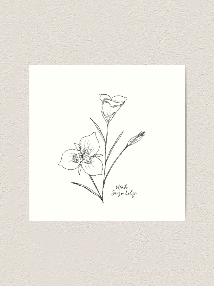 "Utah Sego Lily State Flower Illustration" Art Print for Sale by ...