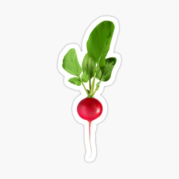 "Radish Art Work" Sticker by magarizad | Redbubble