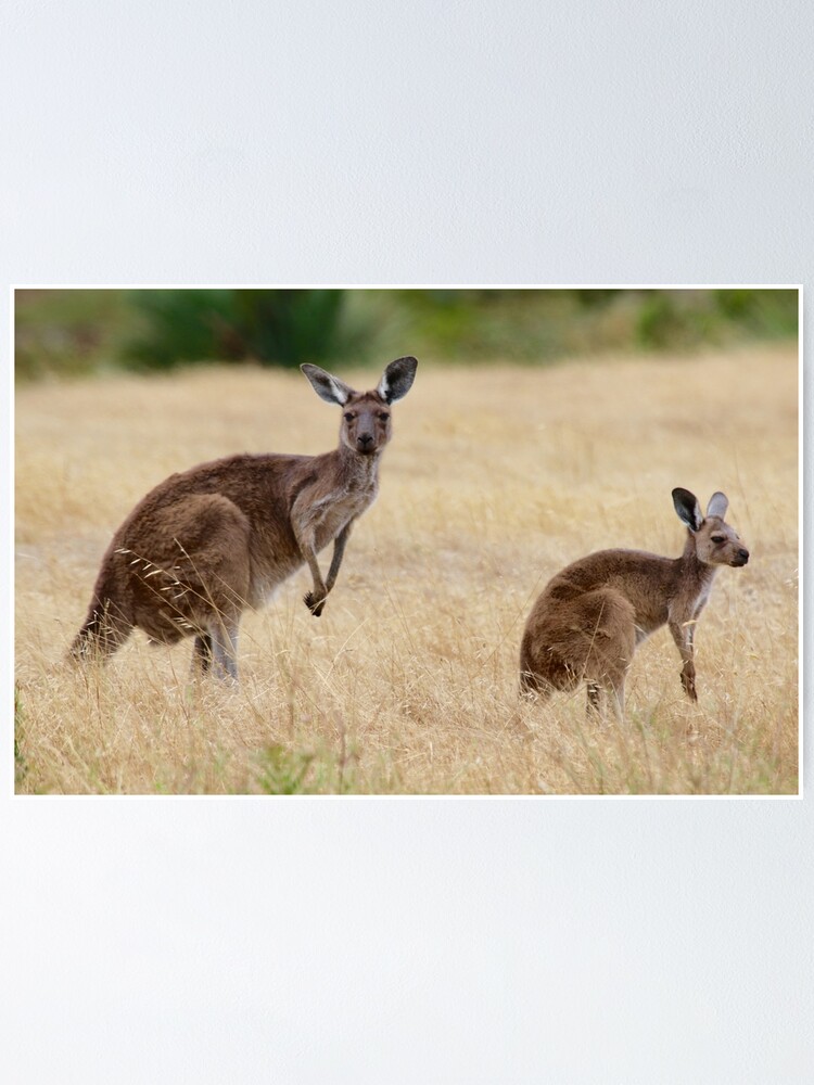 "Australian Icons" Poster for Sale by dilouise | Redbubble
