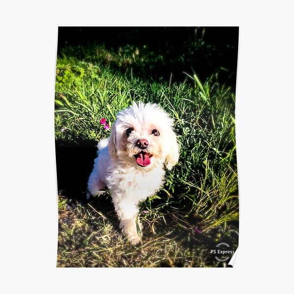 "Maltese Dog Spiral Notebook" Poster by hannahisbomb | Redbubble