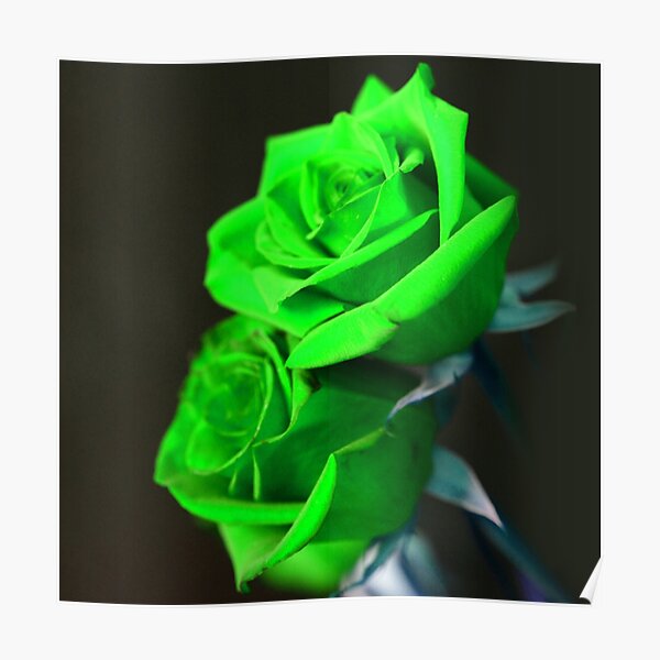 "St. Patrick's Day Shamrock-Green Roses Art Photo" Poster by DEC02 ...