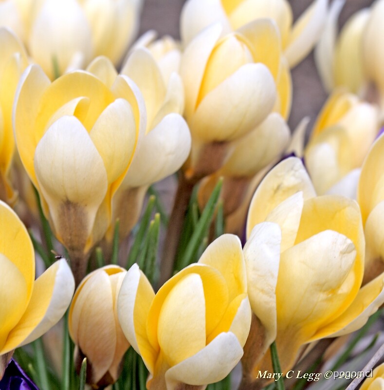 "Yellow crocus in early spring" by pogomcl | Redbubble