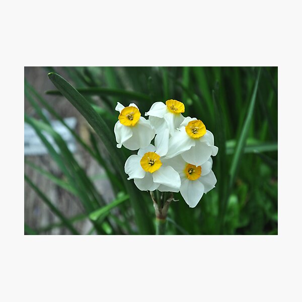 Sundrop Gifts & Merchandise | Redbubble