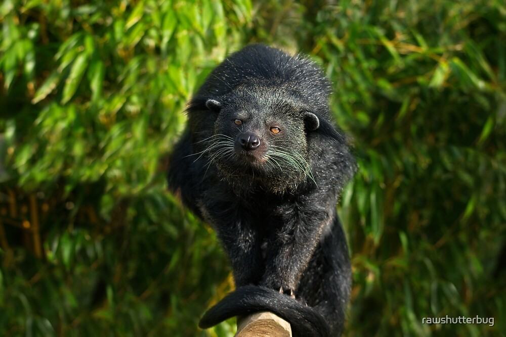 "Binturong Looking At You" by rawshutterbug | Redbubble