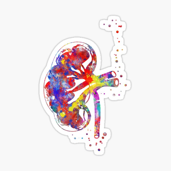 "Kidney section, human anatomy, urology, kidney" Sticker for Sale by ...