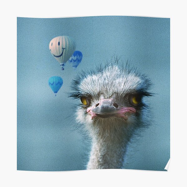 "Ostrich and Balloons Whimsical Photo" Poster by DEC02 | Redbubble