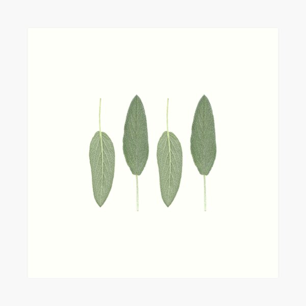 "Green Sage leaves pattern" Art Print for Sale by Miss-Belle | Redbubble