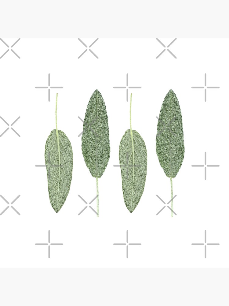 "Green Sage leaves pattern" Art Print for Sale by Miss-Belle | Redbubble