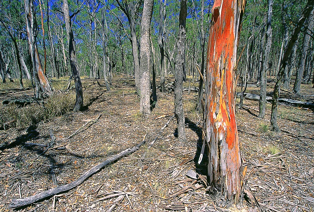 "Red Gum Tree - Eucalypt forest, NSW," by graphicscapes | Redbubble