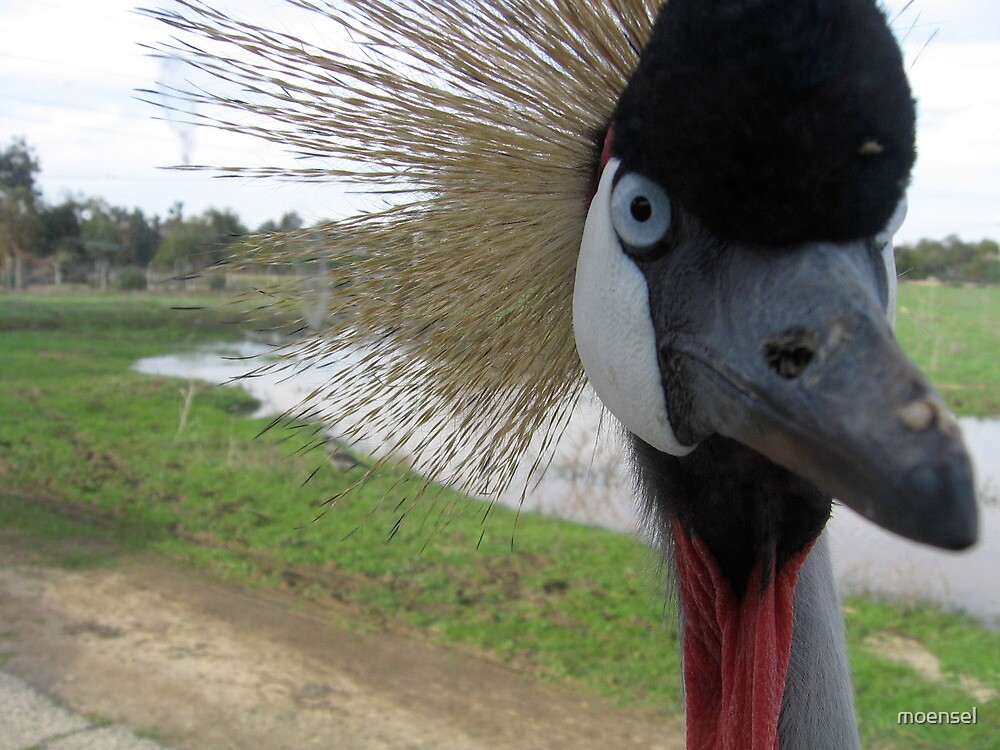 "Bird 'gan eden' - Ramat Gan zoo, Israel" by moensel | Redbubble