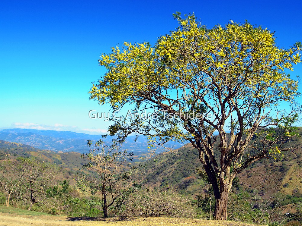 "Guachipilin Tree" by Guy C. André Tschiderer | Redbubble