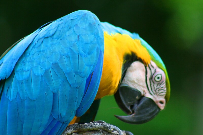 "Macaw - Amazon Rainforest" by David McGilchrist | Redbubble
