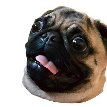 "Shocked Pug" Sticker for Sale by daddylongarms | Redbubble