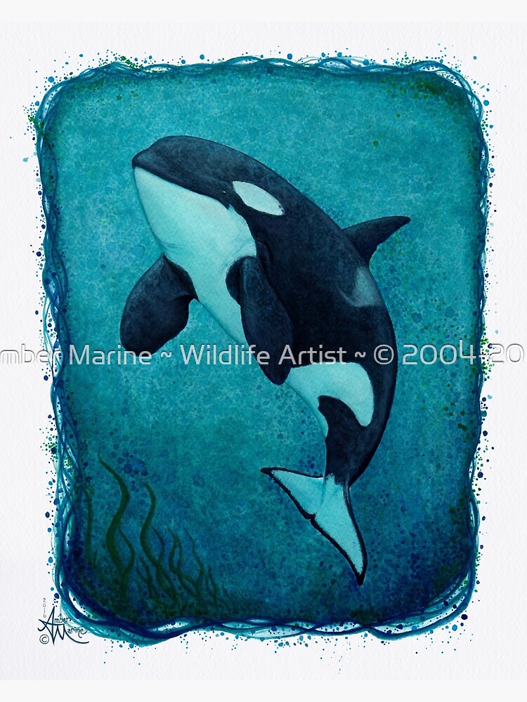 ""The Matriarch" by Amber Marine ~ killer whale / orca watercolor ...
