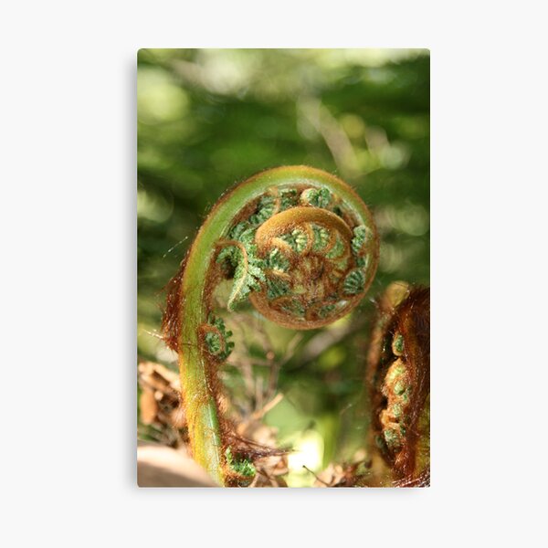 Fiddlehead Gifts & Merchandise | Redbubble