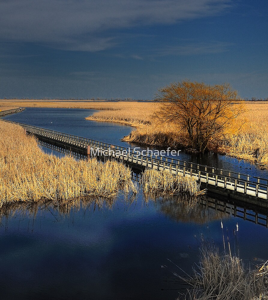 "Point Pelee National Park - Marsh in Spring " by Michael Schaefer ...