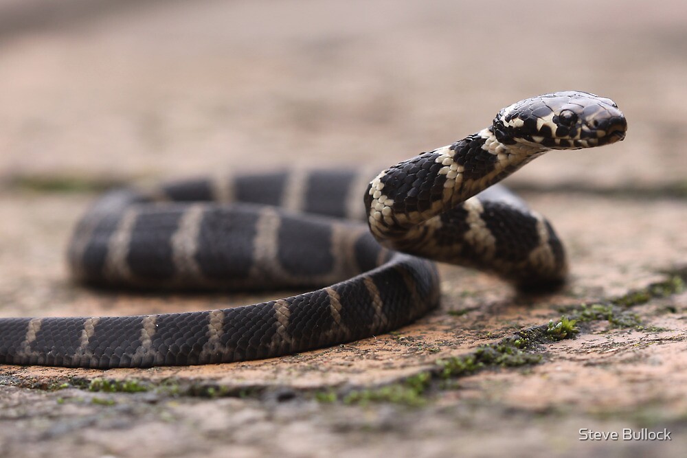 "Stephen's Banded Snake" by Steve Bullock | Redbubble