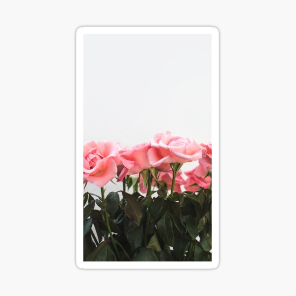 "Rustic bouquet of light pink roses against a white background ...