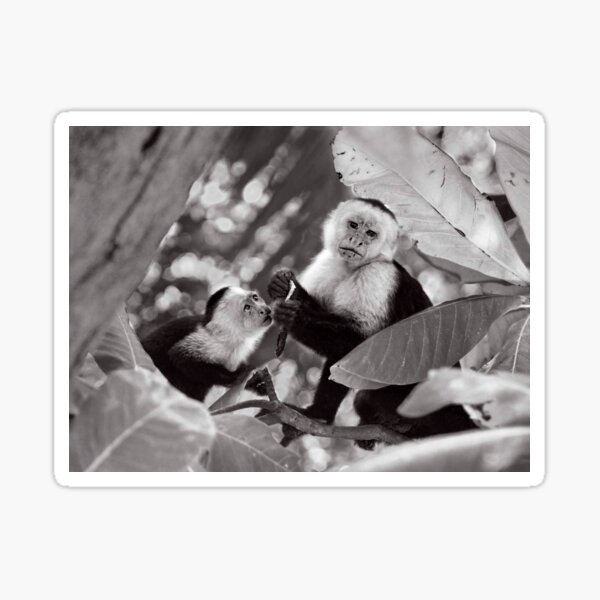 "Monkey Friends" Sticker for Sale by elsiedombek | Redbubble