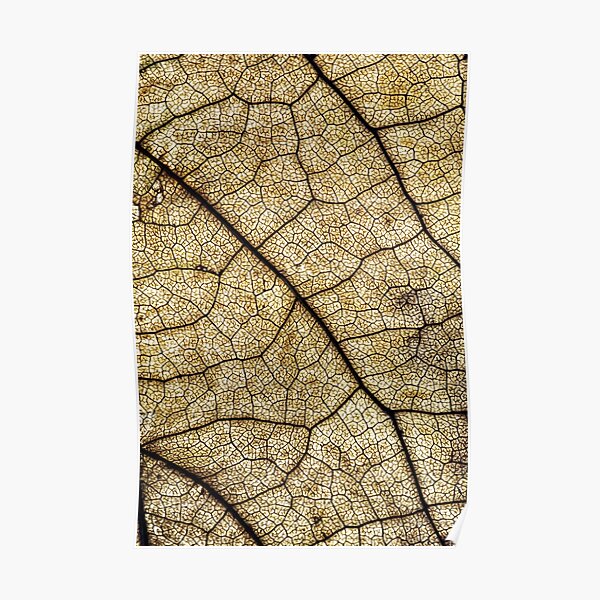 "Autumn leaf structure" Poster by fardad | Redbubble