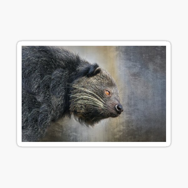 "Binturong" Sticker by rawshutterbug | Redbubble