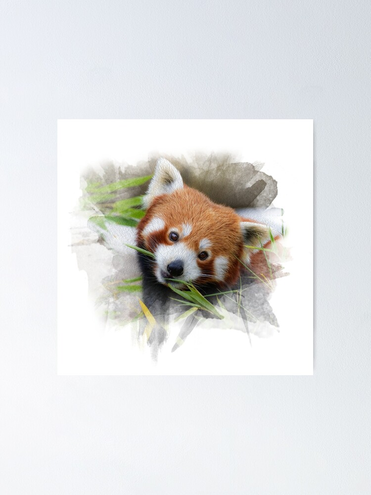 Poster « Petit panda roux en gros plan », par Pearcatprod | Redbubble