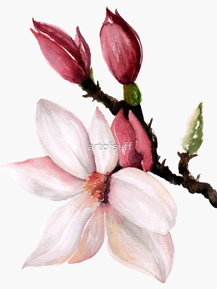 "Magnolia flower" Sticker for Sale by artofsuff | Redbubble