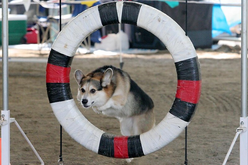 "Agility Fun" by gcampbell | Redbubble