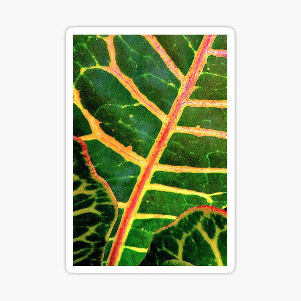 "Leaf "Road" Map" Sticker for Sale by AuntDot | Redbubble