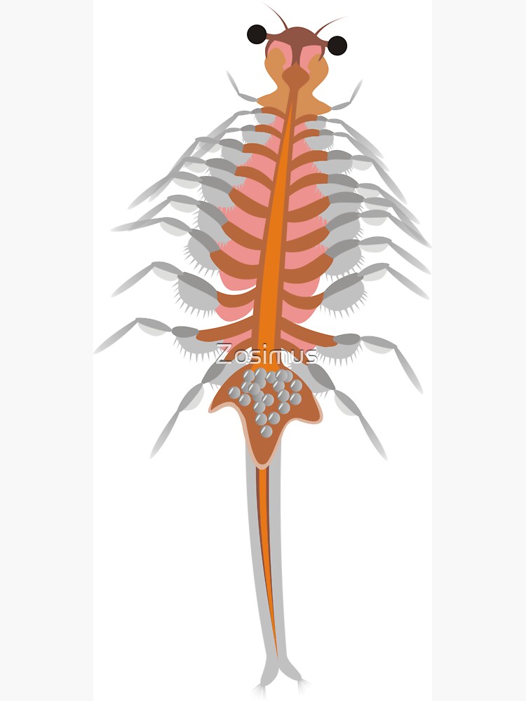 "Brine shrimp (Artemia salina), " Sticker by Zosimus | Redbubble