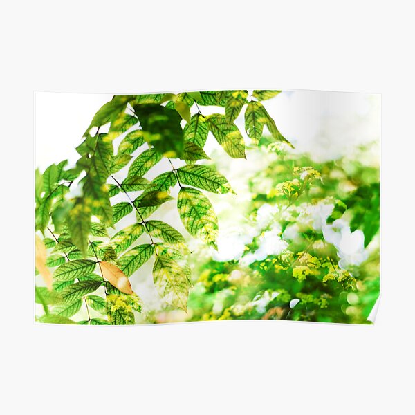 "Yet a Sapling" Poster by RABasile | Redbubble