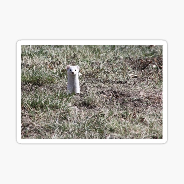 "Long-tailed Weasel" Sticker by alycetaylor | Redbubble