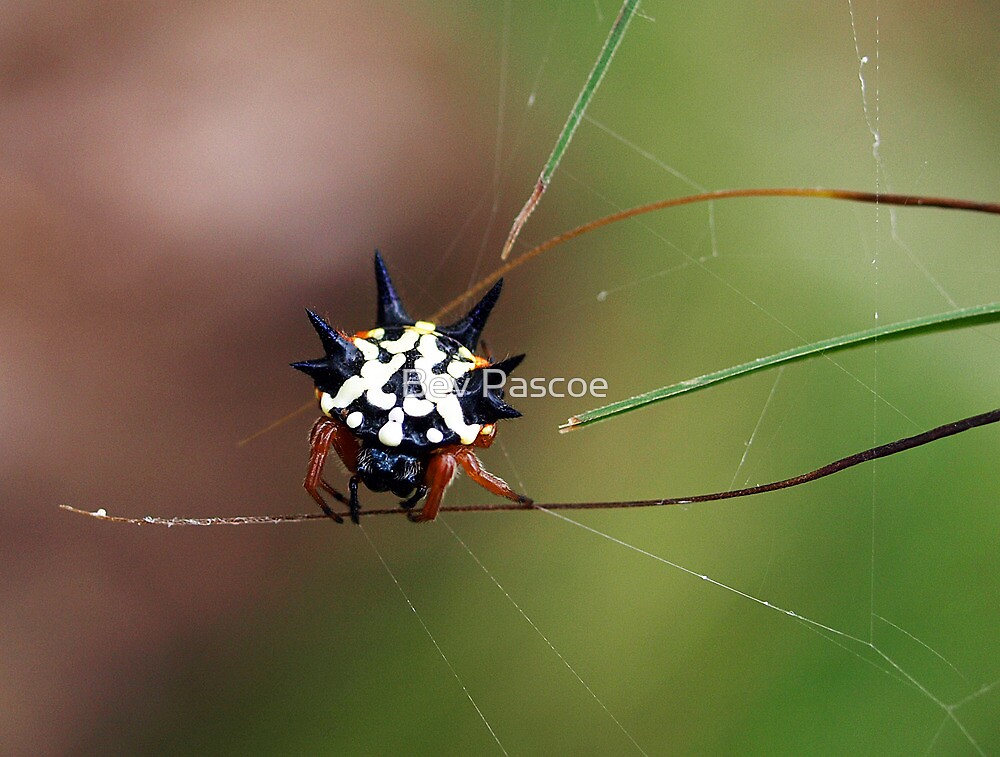 "Jewel Spider #2 (Austracantha minax) - Mt Cannibal, Australia" by Bev ...