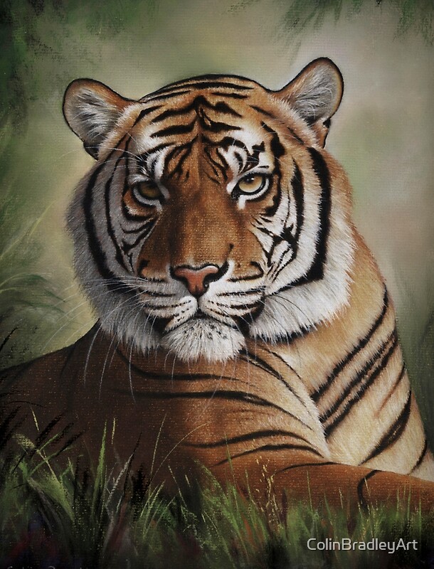 "Tiger Portrait" by ColinBradleyArt | Redbubble