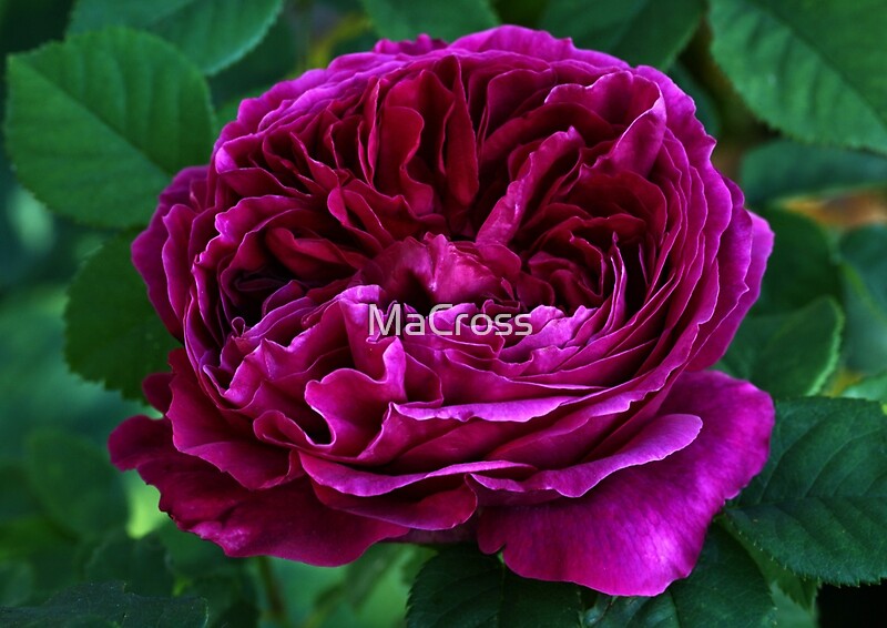 "English Rose Othello" by MaCross | Redbubble