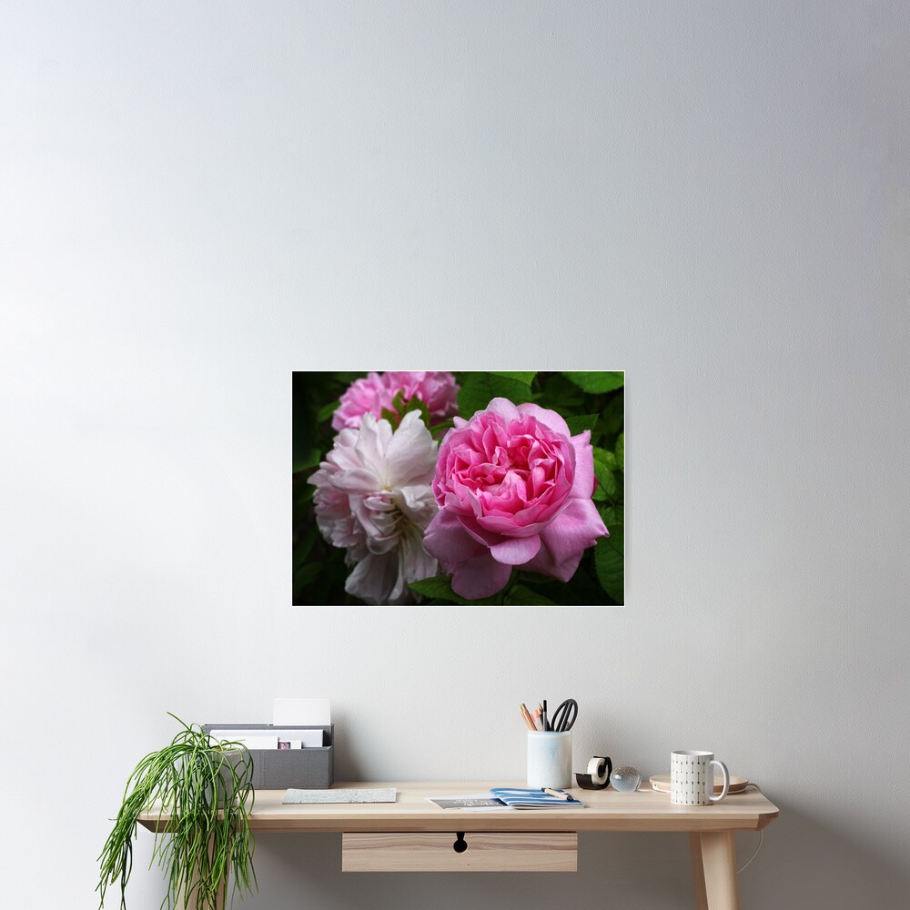 "English David Austin Rose Mary Rose" Poster by MaCross | Redbubble