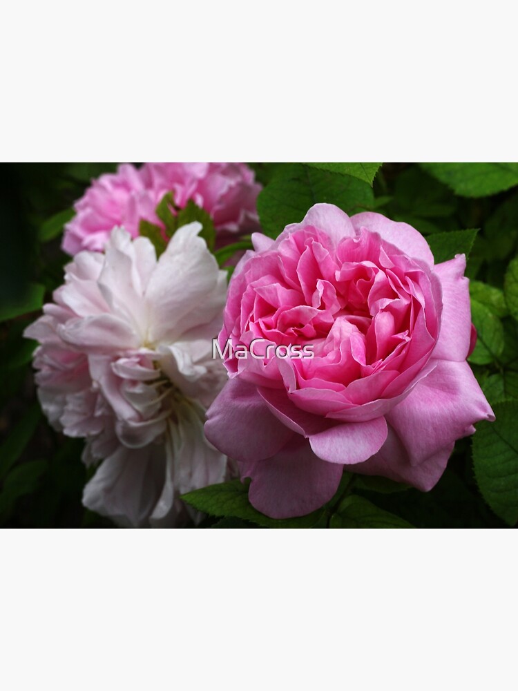 "English David Austin Rose Mary Rose" Poster by MaCross | Redbubble