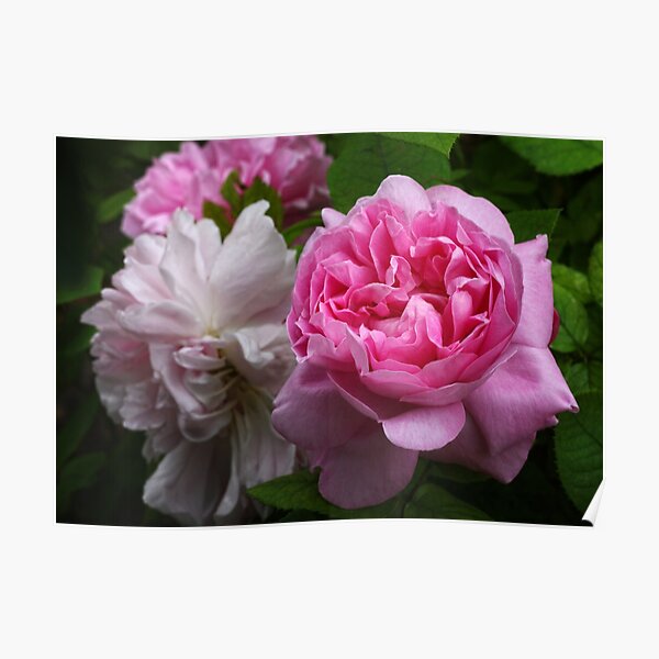 "English David Austin Rose Mary Rose" Poster by MaCross | Redbubble