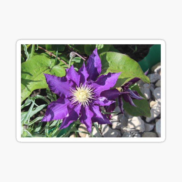 "Blue clematis" Sticker for Sale by Feyacvetov | Redbubble