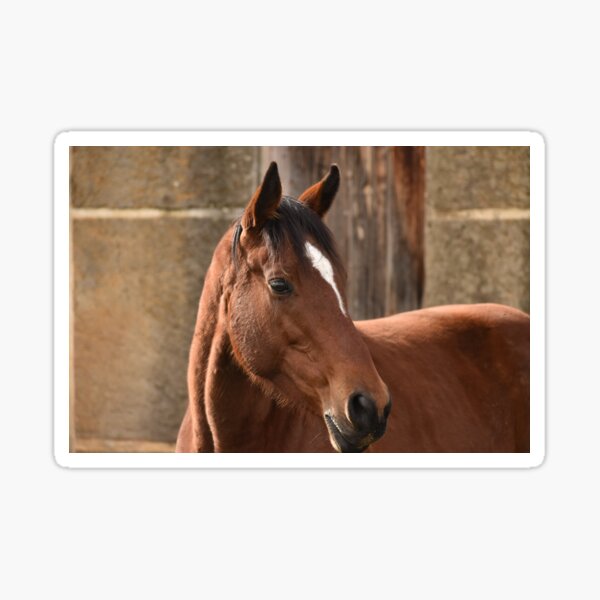 "Horse Portrait - chestnut with star" Sticker for Sale by PuzbieArts ...