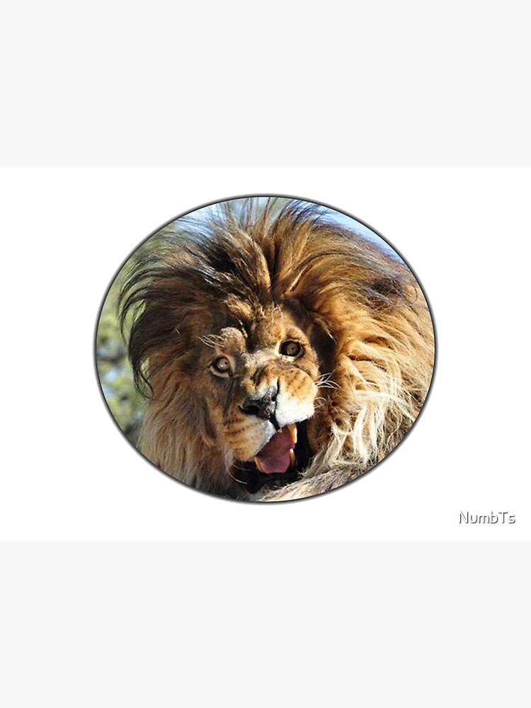 "LION pulling amazing funny UGLY pose - Animals caught on candid camera ...