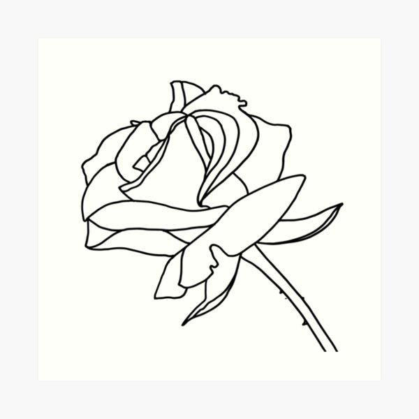 "Rose Bold, Line Drawing in Black and White" Art Print by KShedenhelm ...