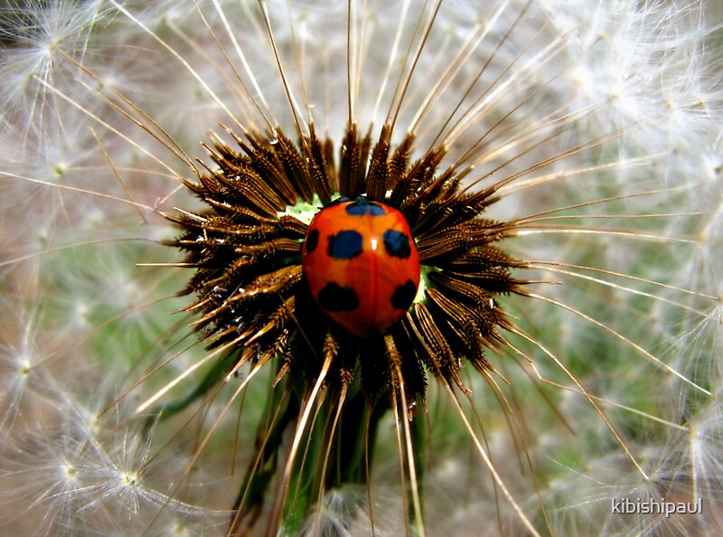 "tentomushi" by kibishipaul | Redbubble